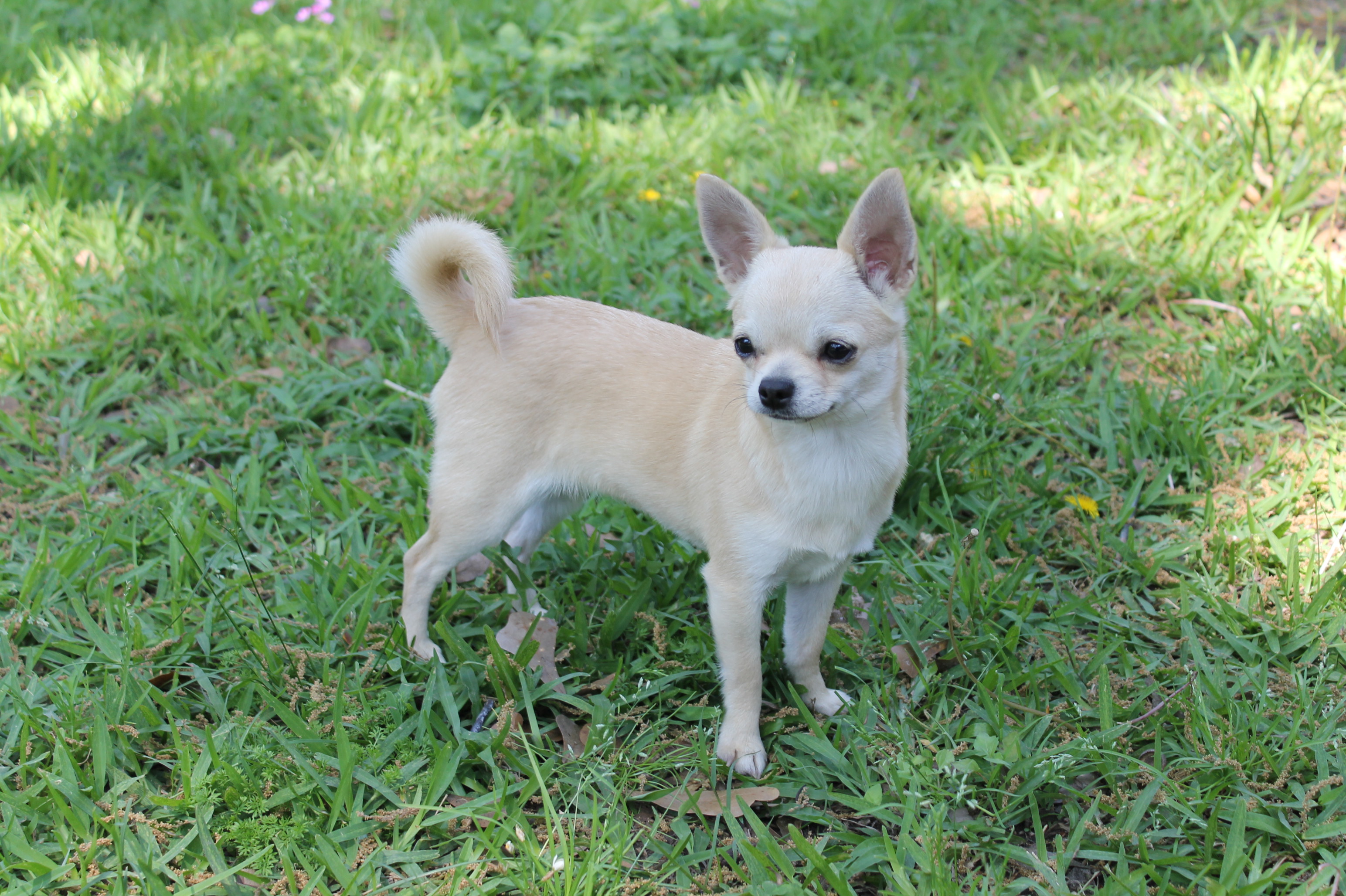 Adult Apple Head Chihuahua