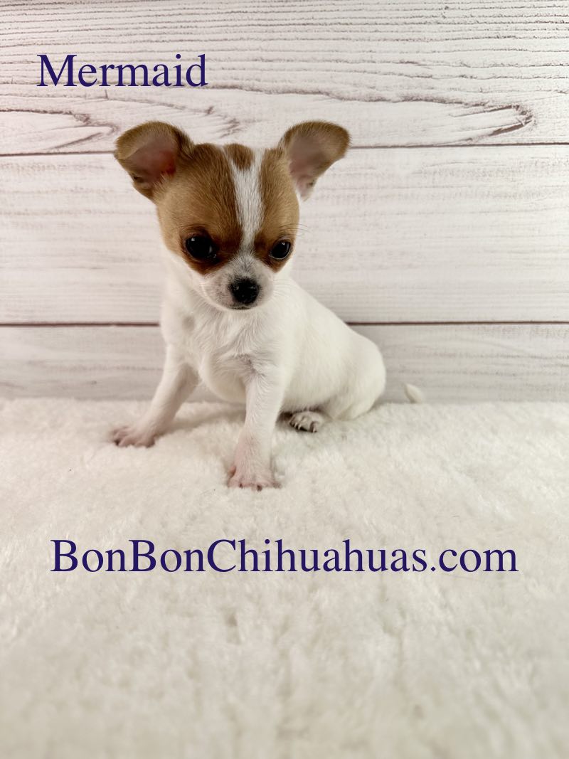 Cute Teacup Chiwawa Puppies